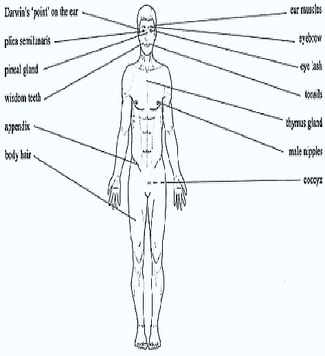 Organic Evolution Evidences | BIOZOOM